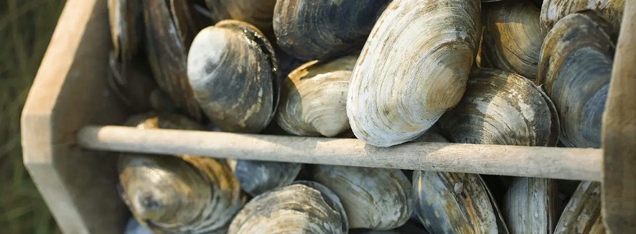Clam Cooking Guide using fresh, local species from the Mediterranean ...