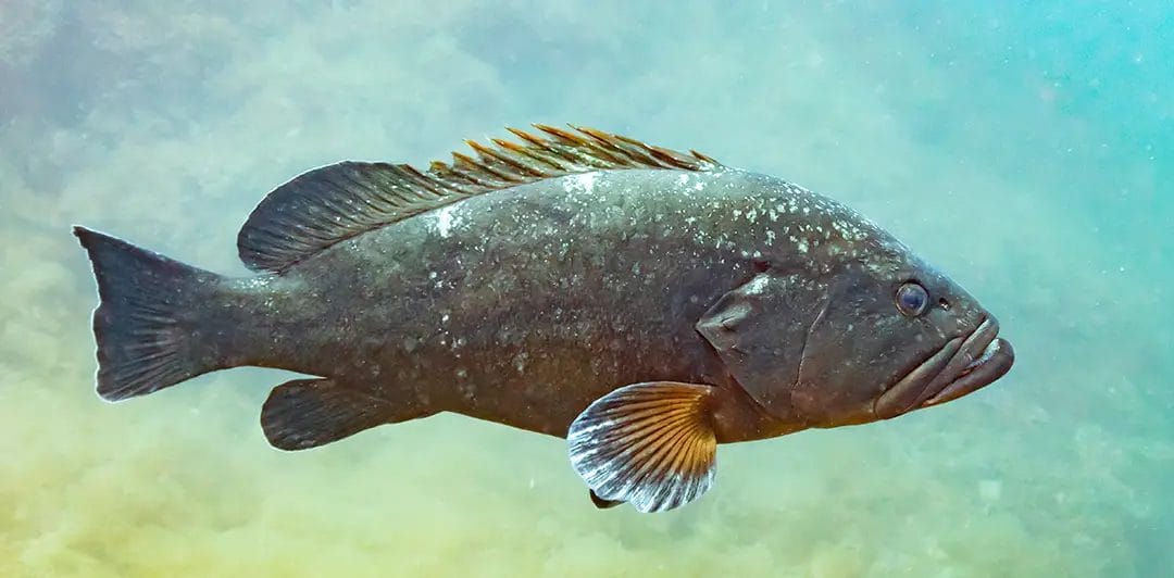 Grouper (Dusky Grouper) - Med Kitchen